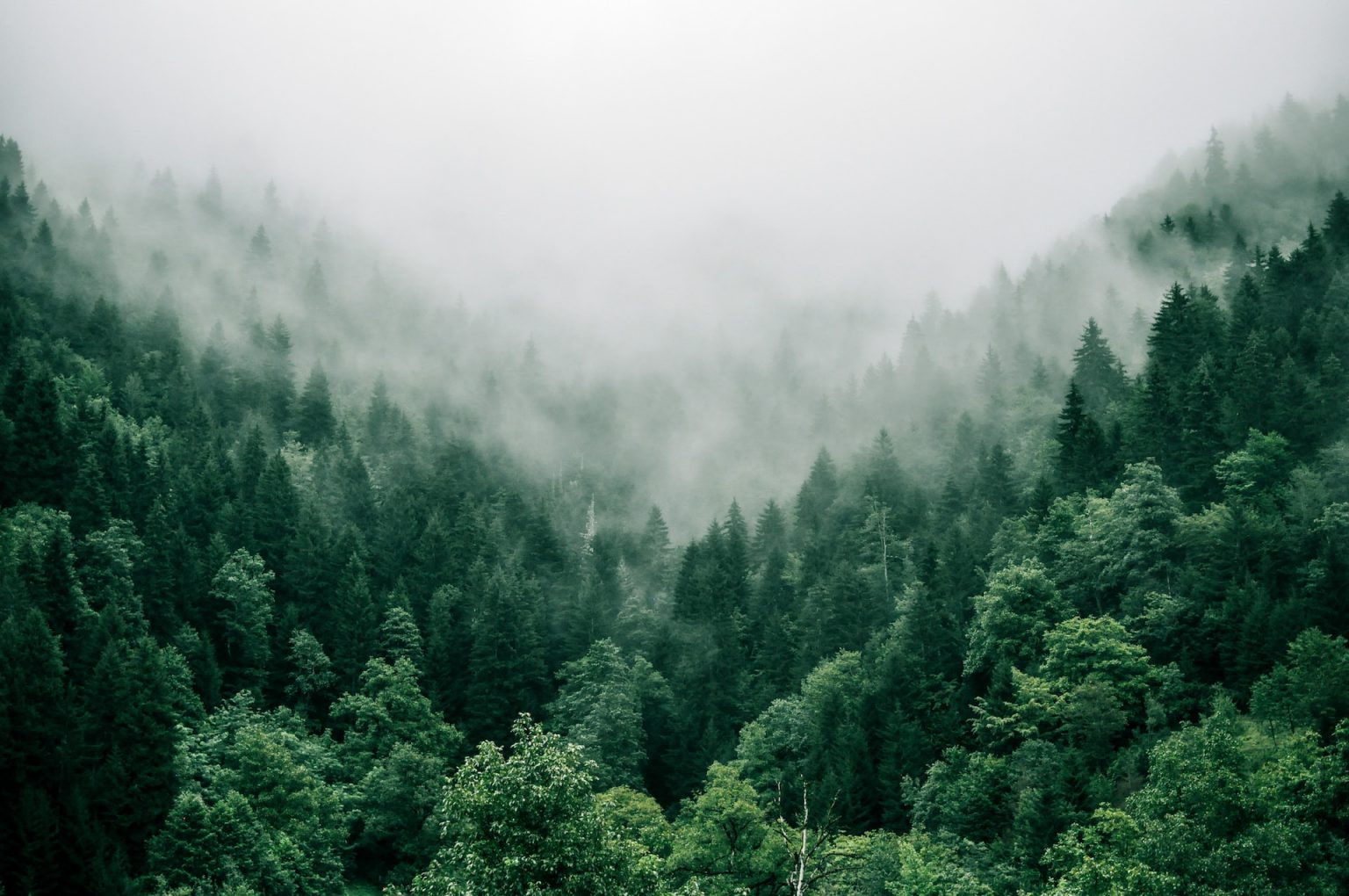 7 Benefits of Fog Harvesting for Water Conservation