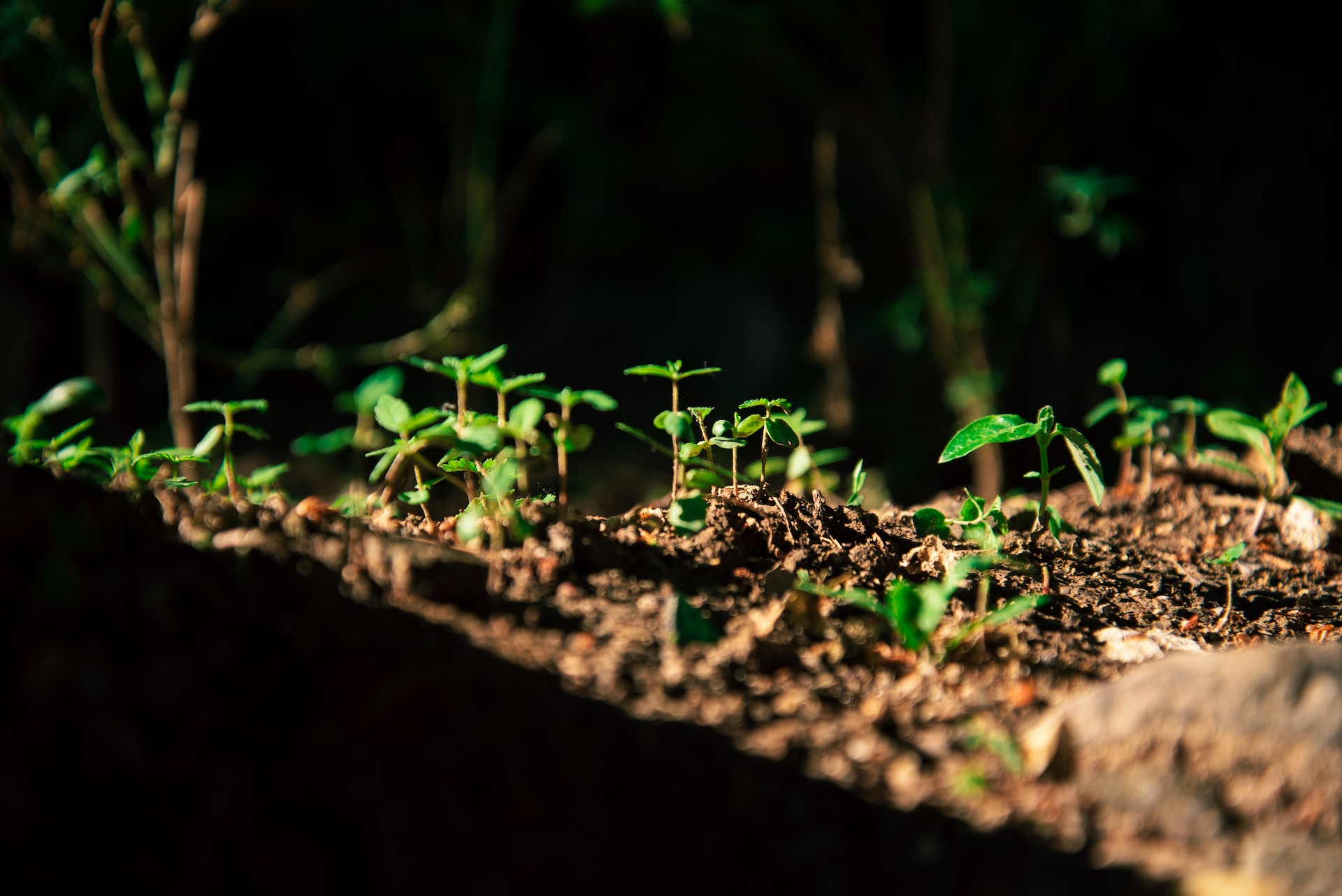 5 Essential Steps for Preparing Organic Soil for Seed Starting